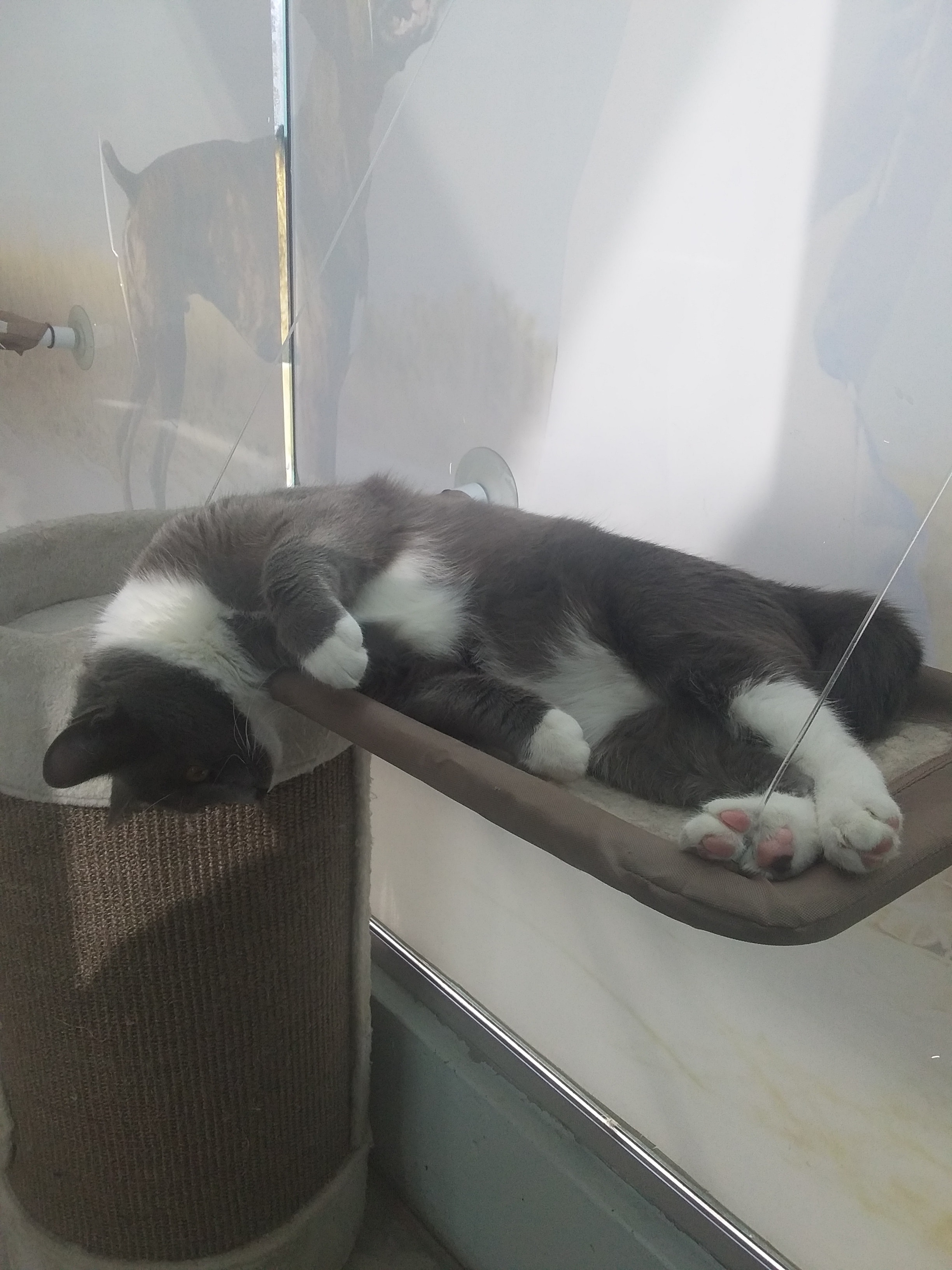 The Sanctuary Boarding Cattery