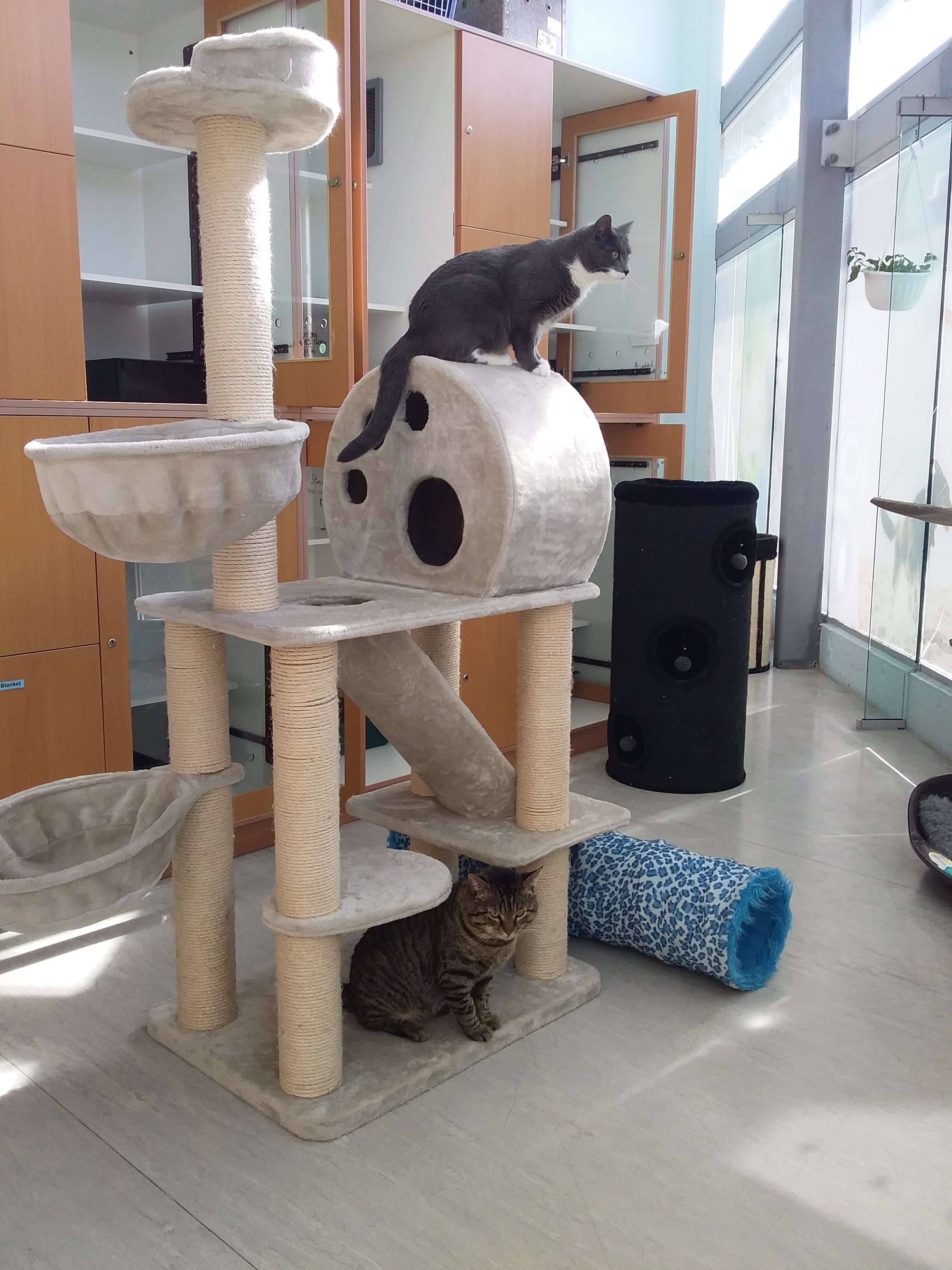 The Sanctuary Boarding Cattery