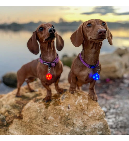 Led Light Mini Huskimo Bells Beach - Dog : The Pet Centre - Huskimo ...